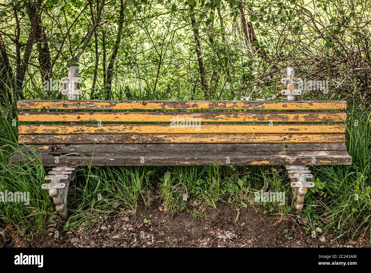 Old wooden yellow ruins bench in the neglected park with forest and ...