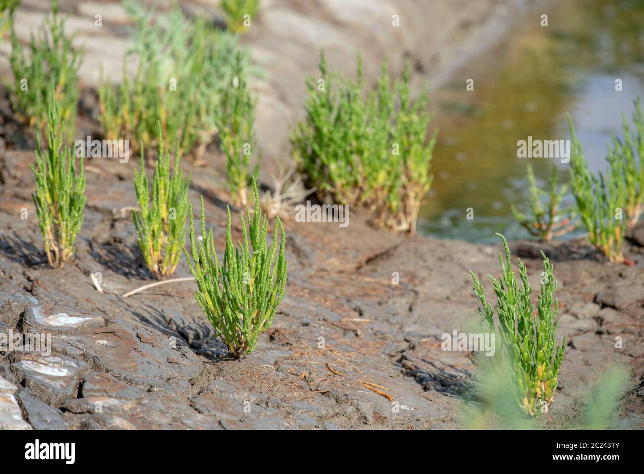 Glasswort salad hi-res stock photography and images - Alamy