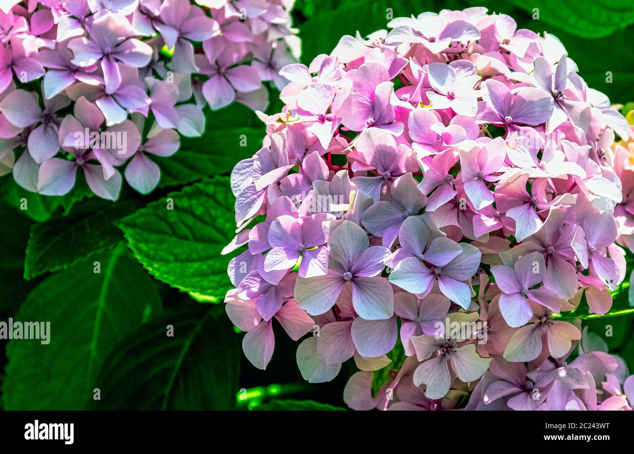 Hydrangea macrophylla known as bigleaf, French or mophead hydrangea, penny mac and hortensia ...