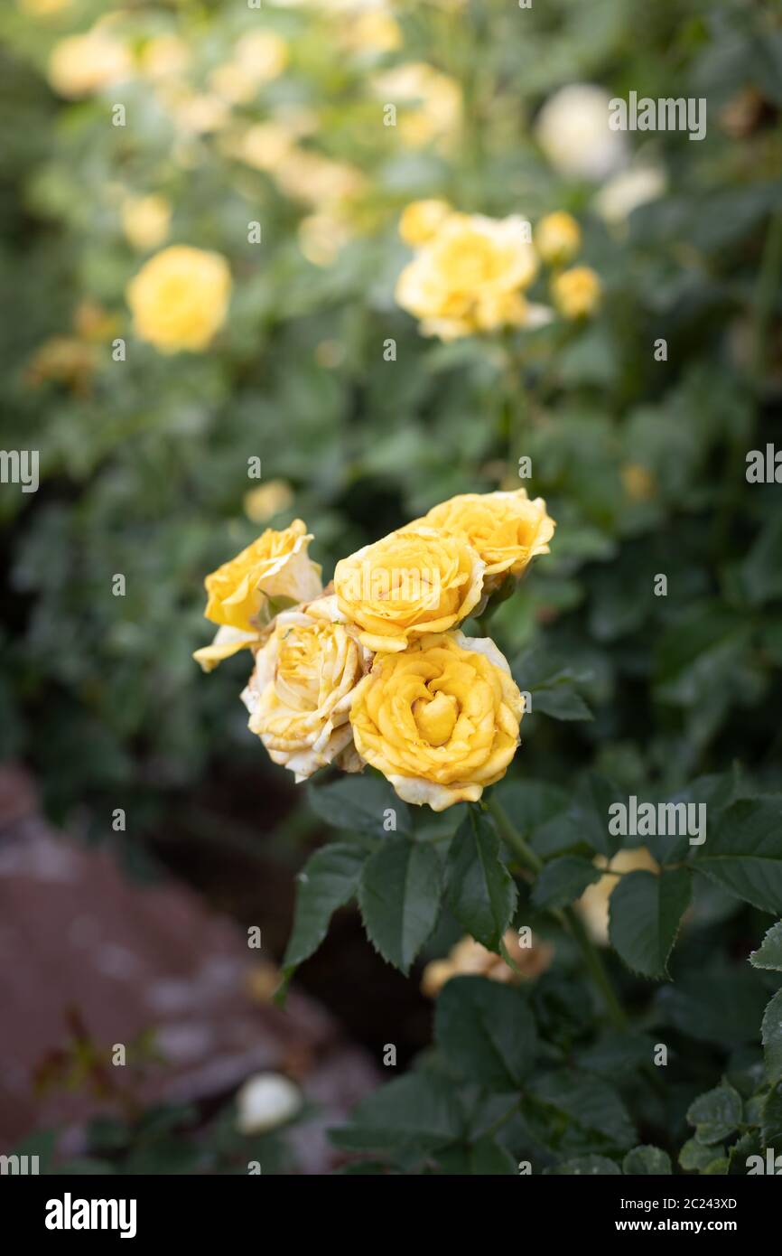 Roses in the garden, Roses are beautiful with a beautiful sunny day ...