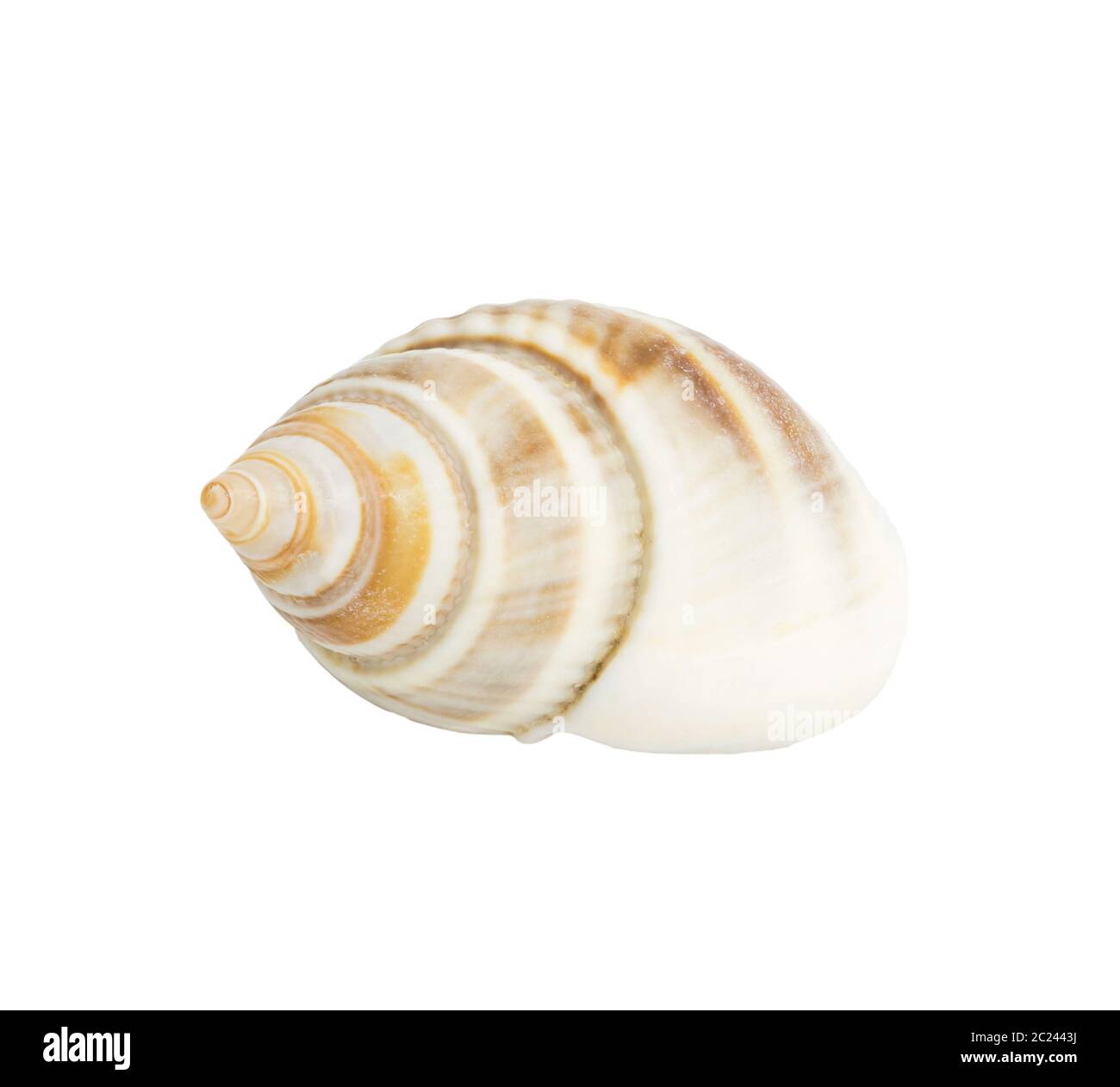 Conch shell isolated on white background, clipping path included Stock ...