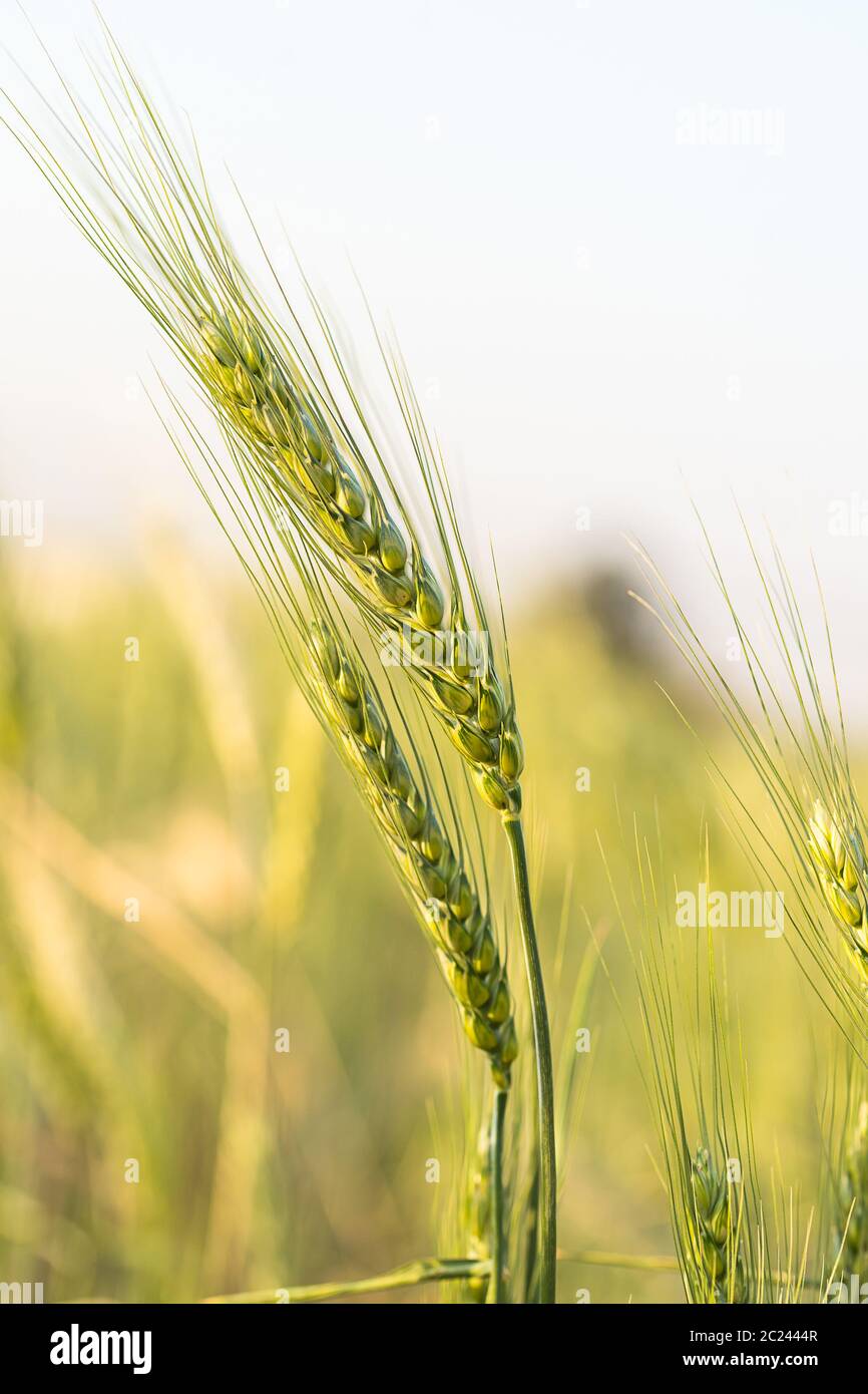 Barley grain hardy cereal that has coarse bristles extending from the ...