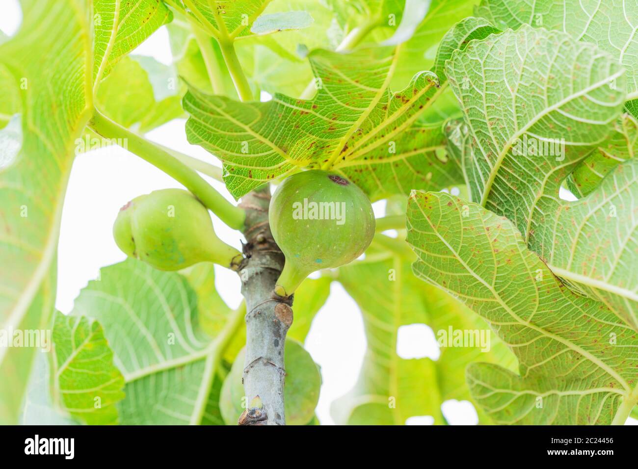 Ripped fig on the tree,Figs on the branch of a fig tree Stock Photo - Alamy