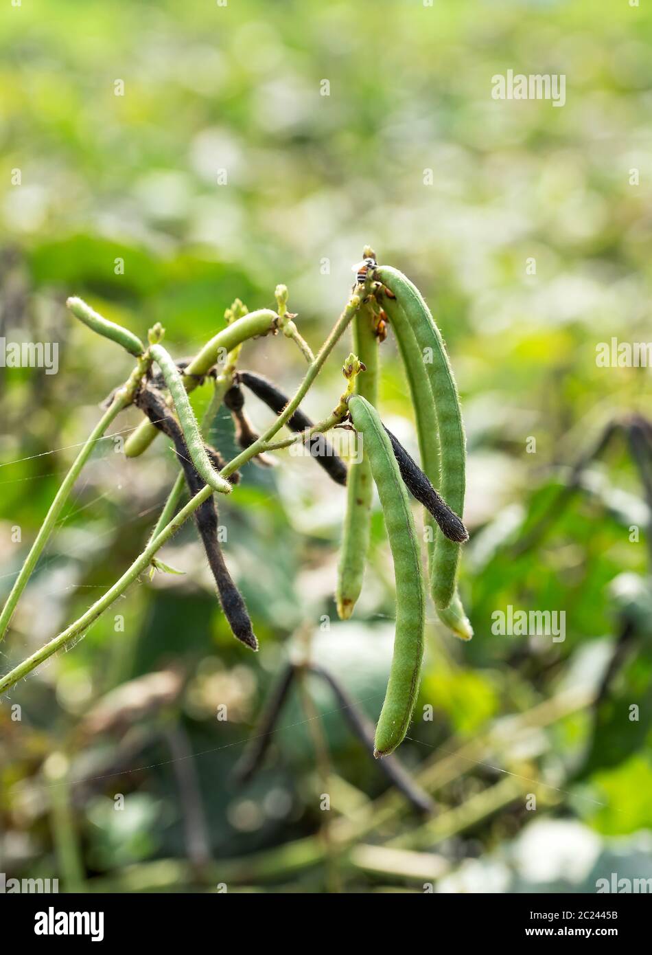 Green Mung bean crop close up in agriculture field ,Mung bean green ...