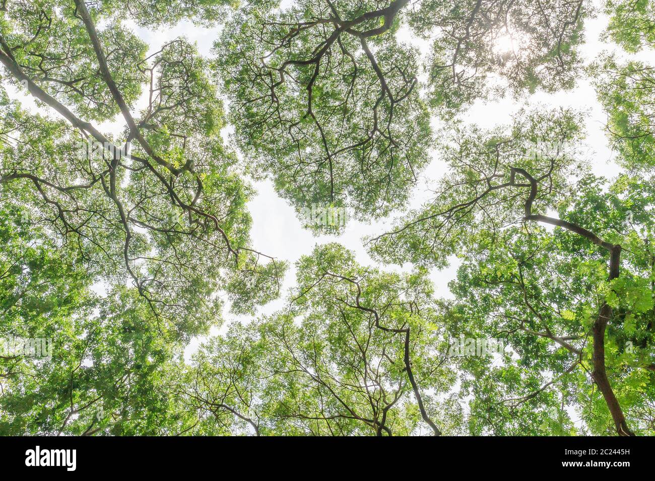 Branches of green leaves under the tree with spread branch and green ...
