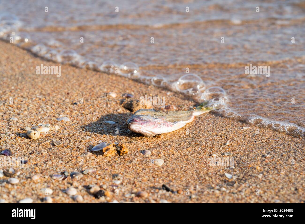 Skeleton of a dead fish on the beach hi-res stock photography and ...