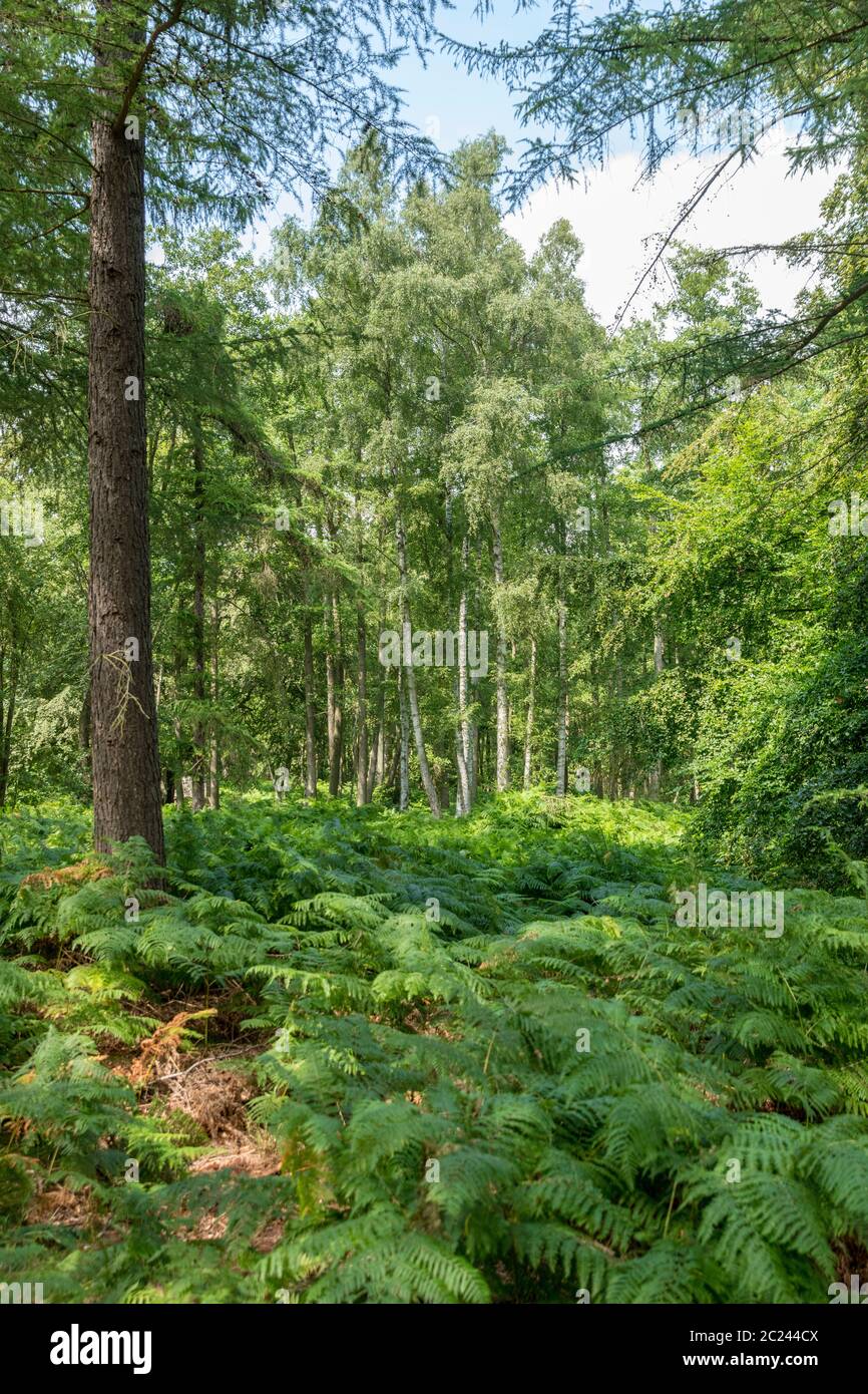 German Moor forest landscape with fern, grass and deciduous trees in ...