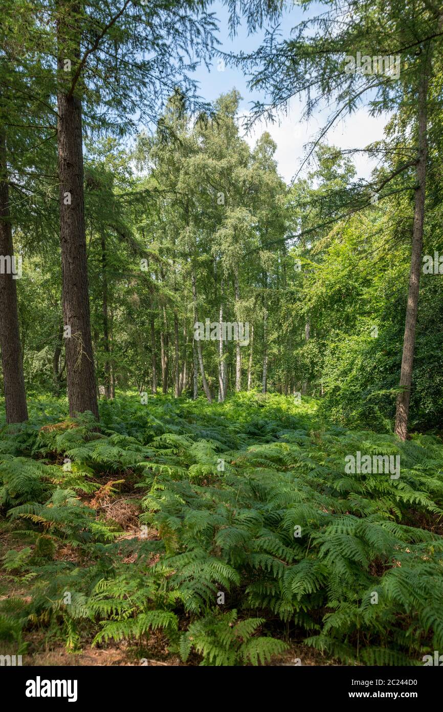 Fern leaves back lit hi-res stock photography and images - Alamy