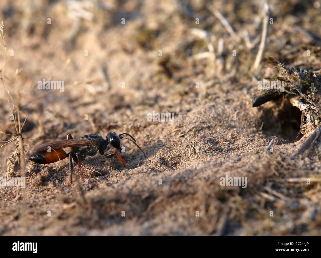 Locustsssand wasp hi-res stock photography and images - Alamy