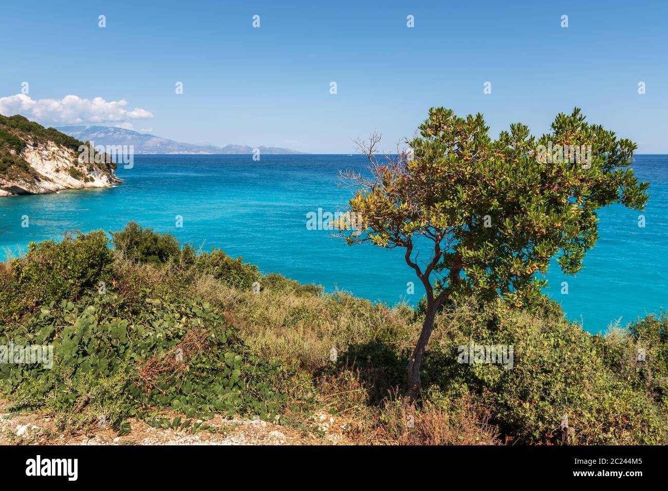 Olive tree greece coast hi-res stock photography and images - Alamy
