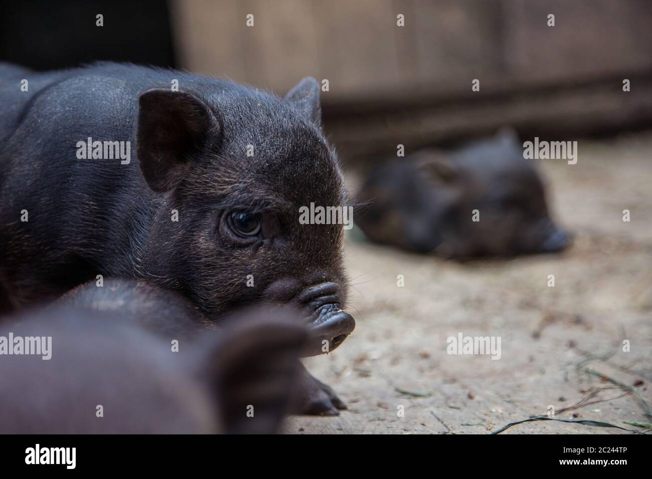 Farm Piglet