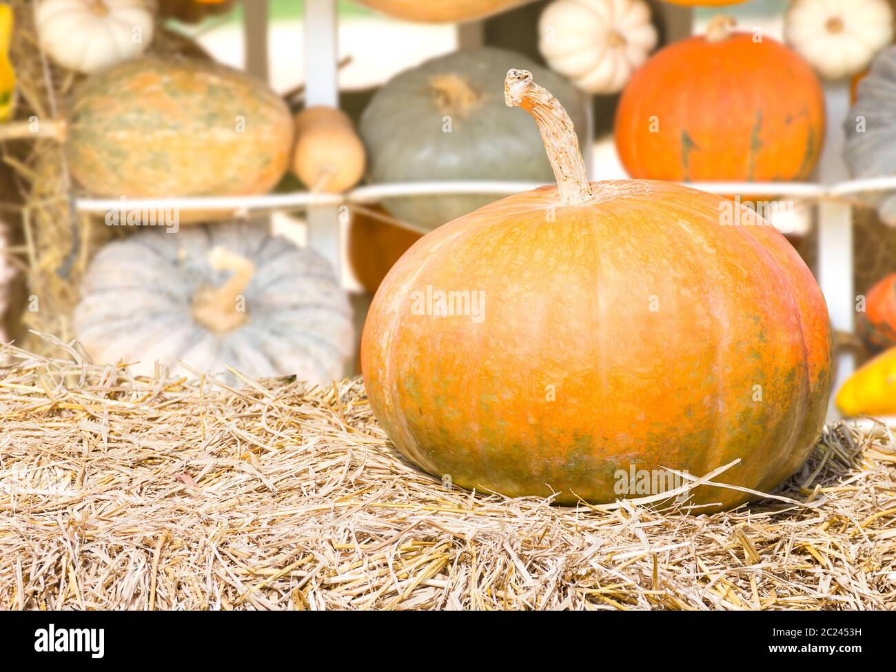 Pumpkin farm production in rural areas, the harvest season Stock Photo ...