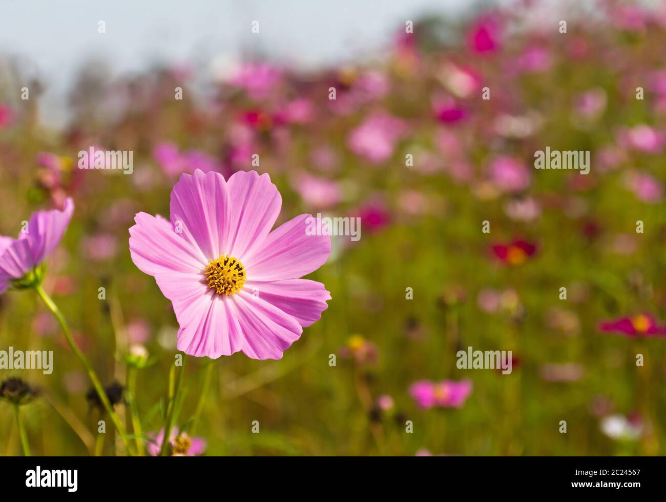 Cosmos flowers on spring background Stock Photo - Alamy