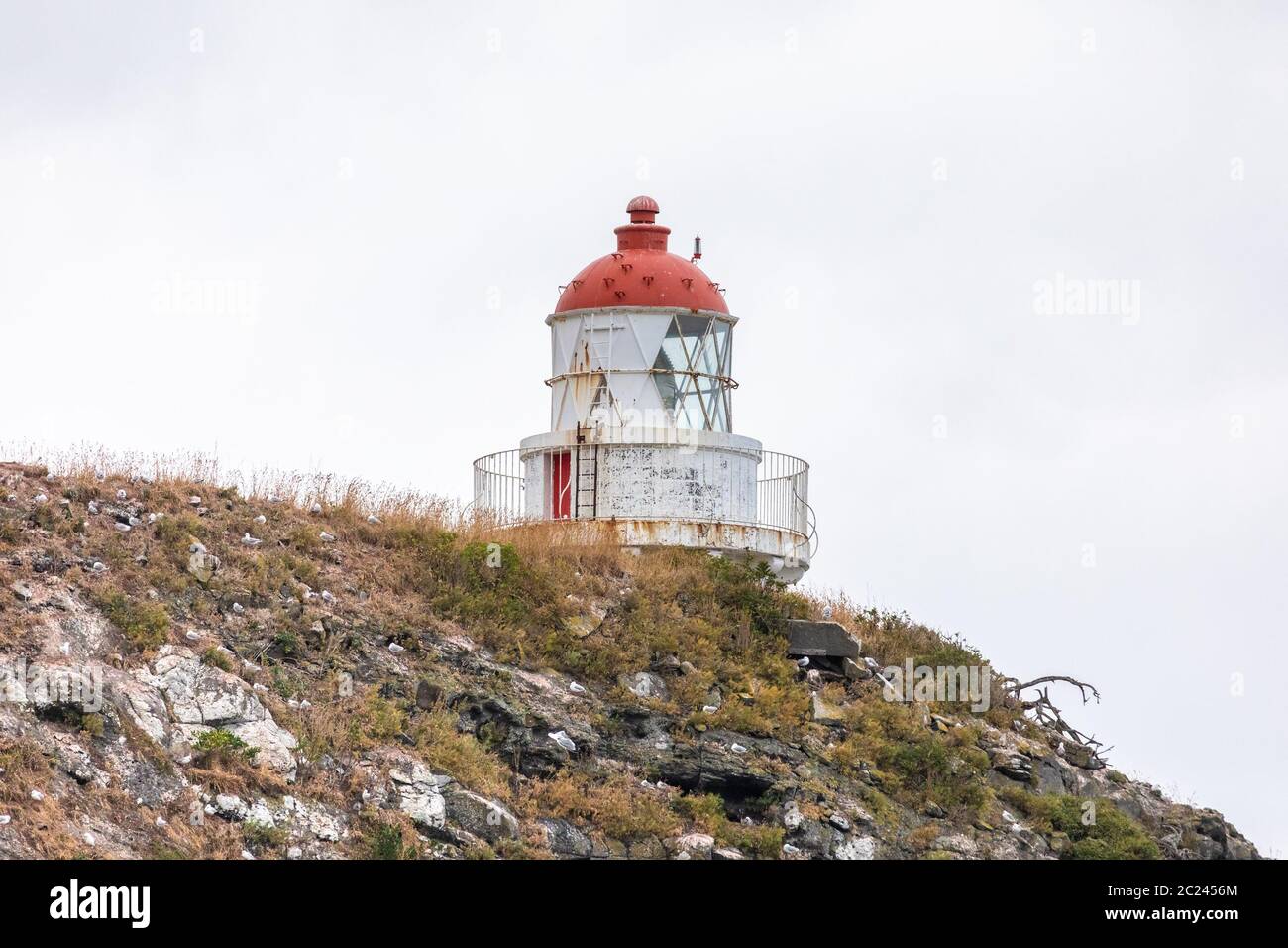 lighthouse at Taiaroa Head New Zealand Stock Photo - Alamy