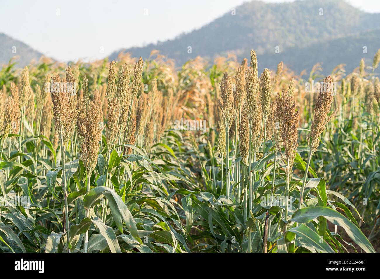 Millet or Sorghum an important cereal crop in field, Sorghum a widely ...