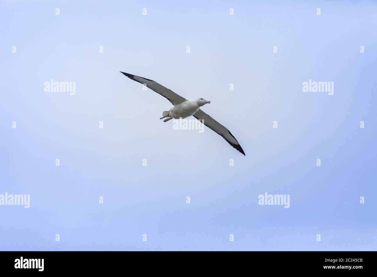 Bird albatross flying high in hi-res stock photography and images - Alamy