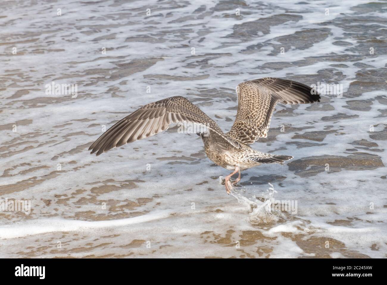 Brown Herring Gull flies over sandy beach of the Baltic Sea with waves ...