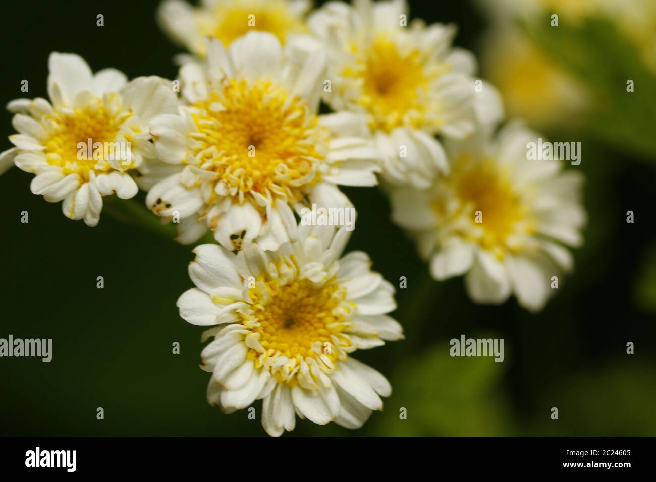 Feverfew (Tanacetum parthenium) Flowers Stock Photo - Alamy