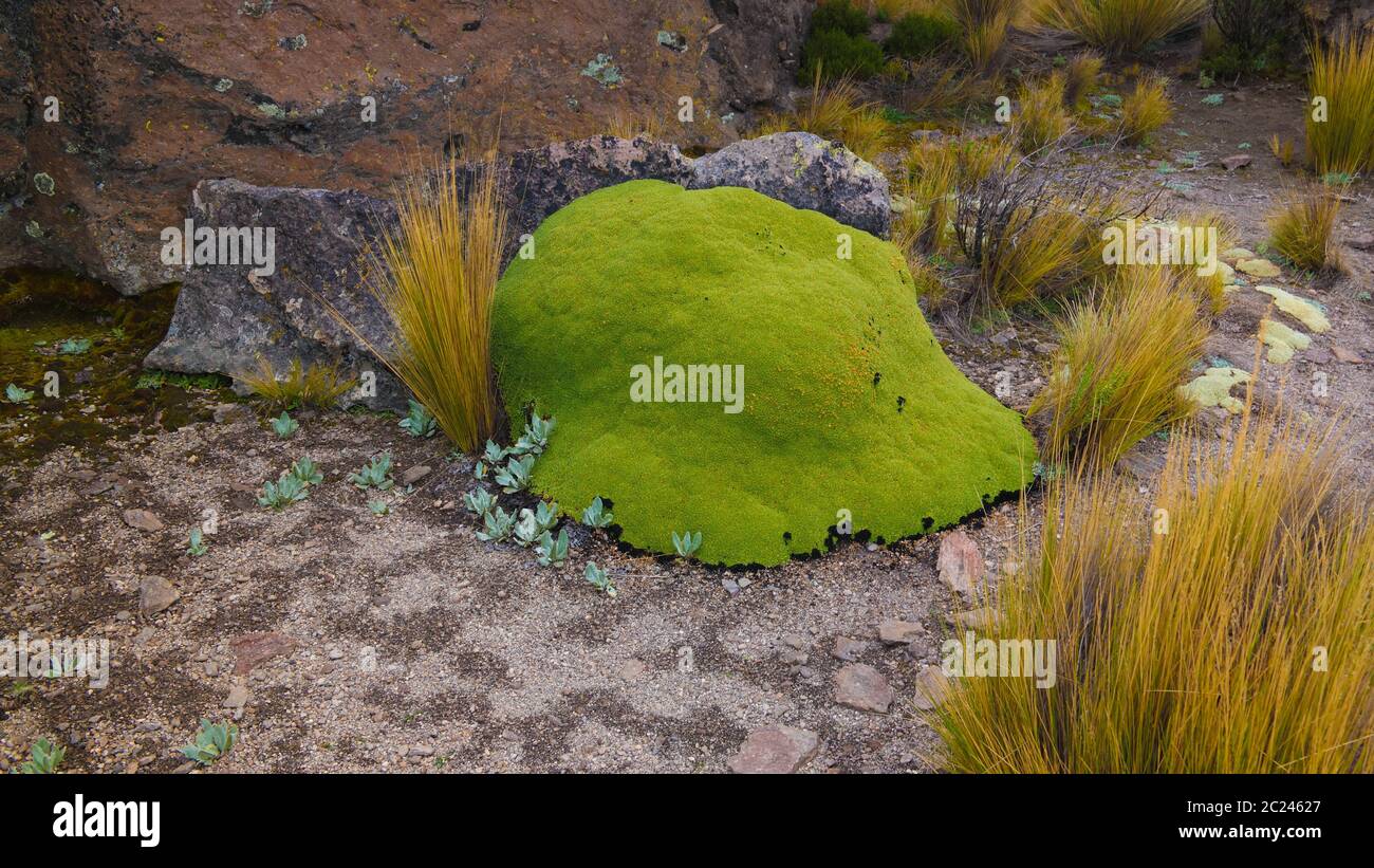 Lichen In The Desert High Resolution Stock Photography and Images - Alamy