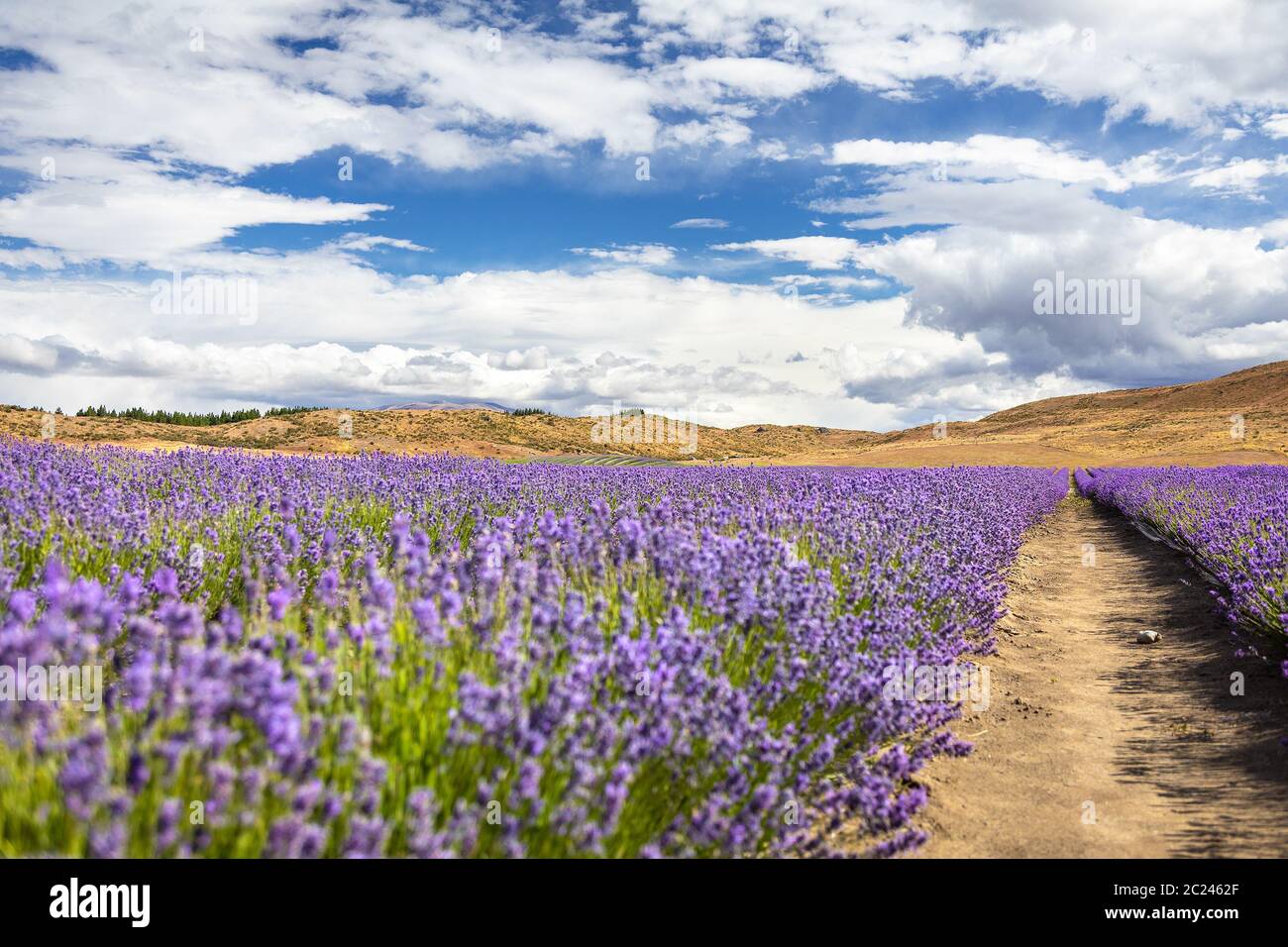 Lavender Field