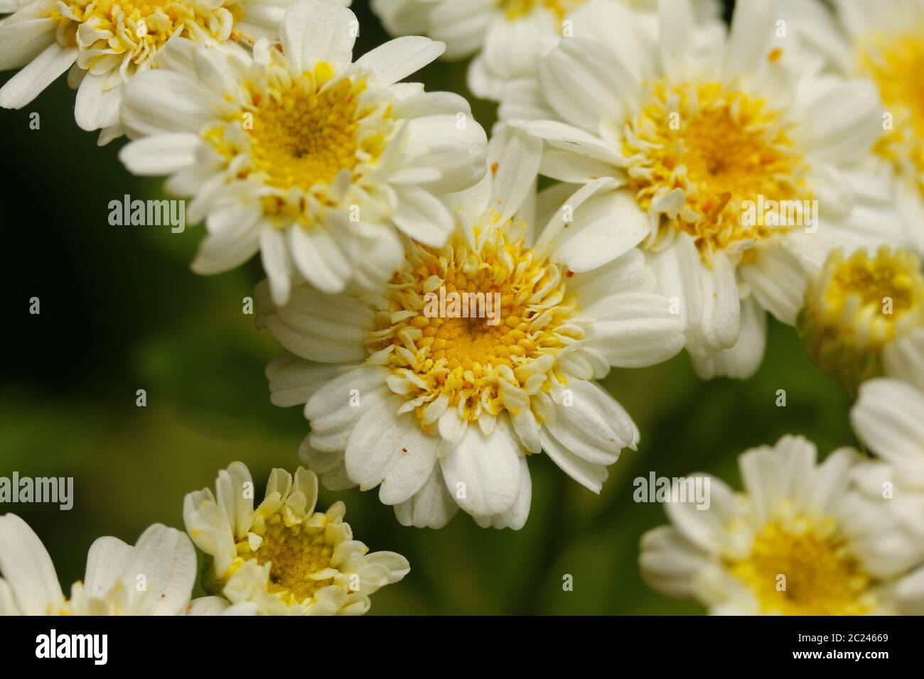Feverfew (Tanacetum parthenium) Flowers Stock Photo - Alamy