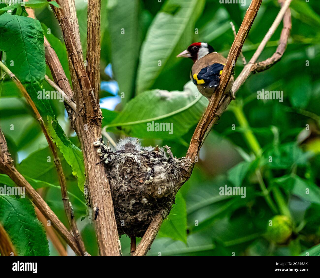 Baby goldfinch hi-res stock photography and images - Alamy