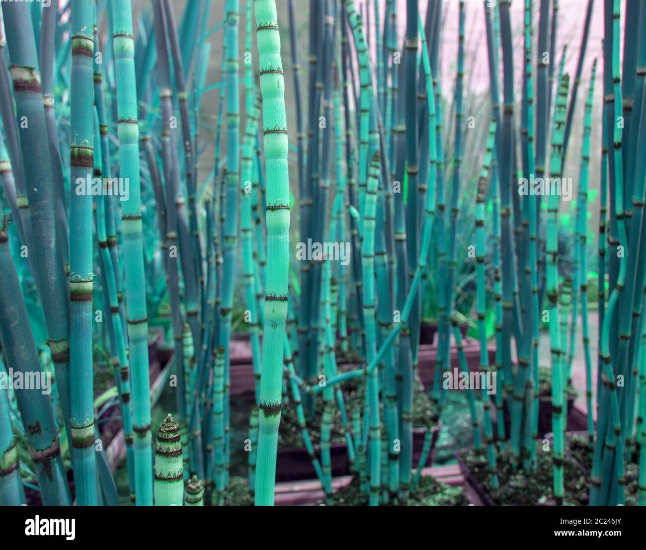 Bright turquoise hi-res stock photography and images - Alamy