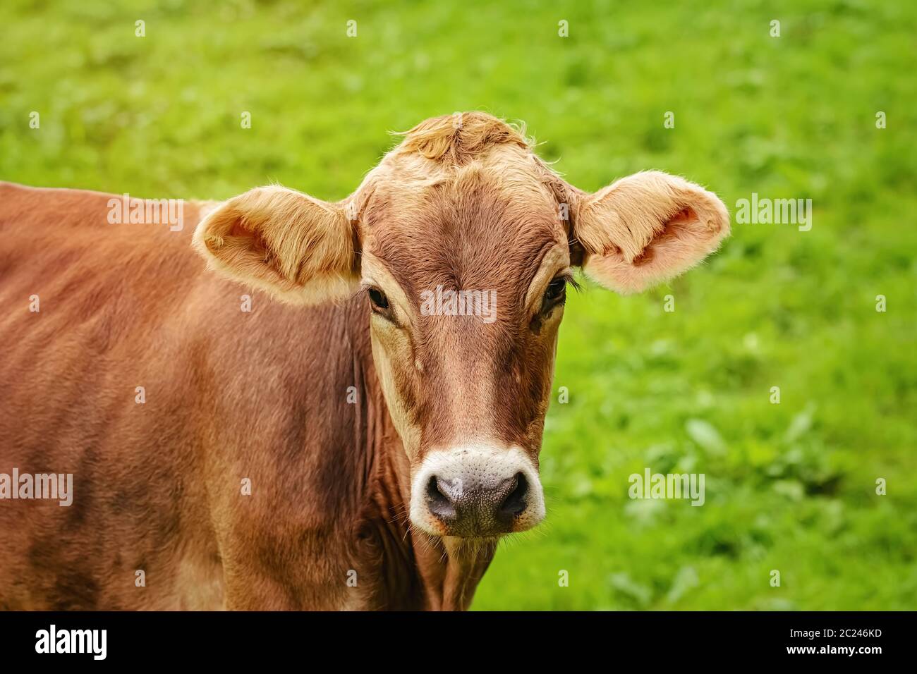 Portrait of Cow Stock Photo - Alamy