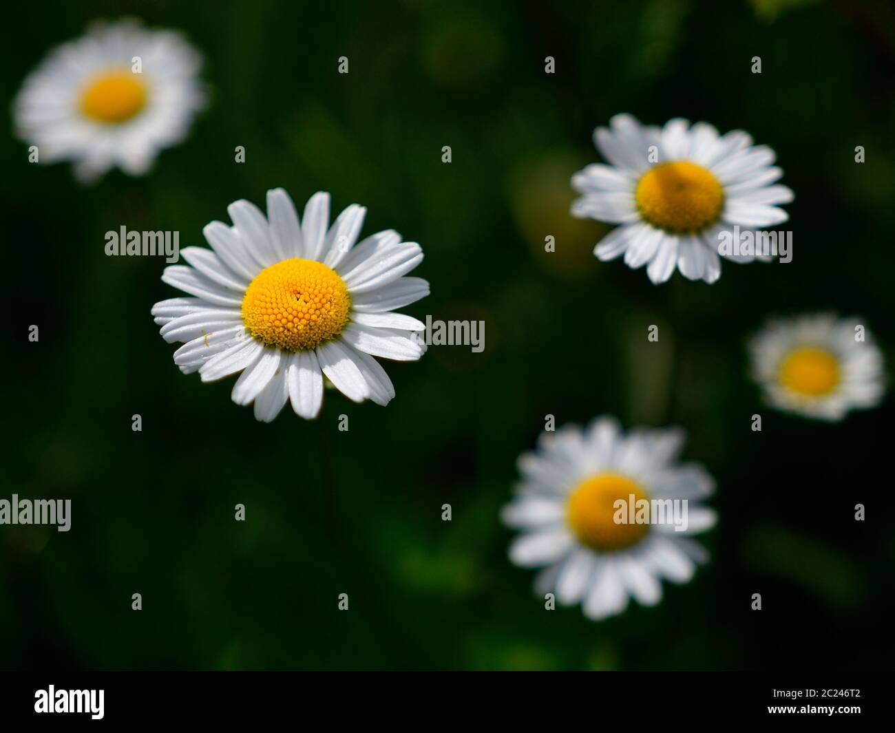 Picture of daises flying over the ground Stock Photo - Alamy