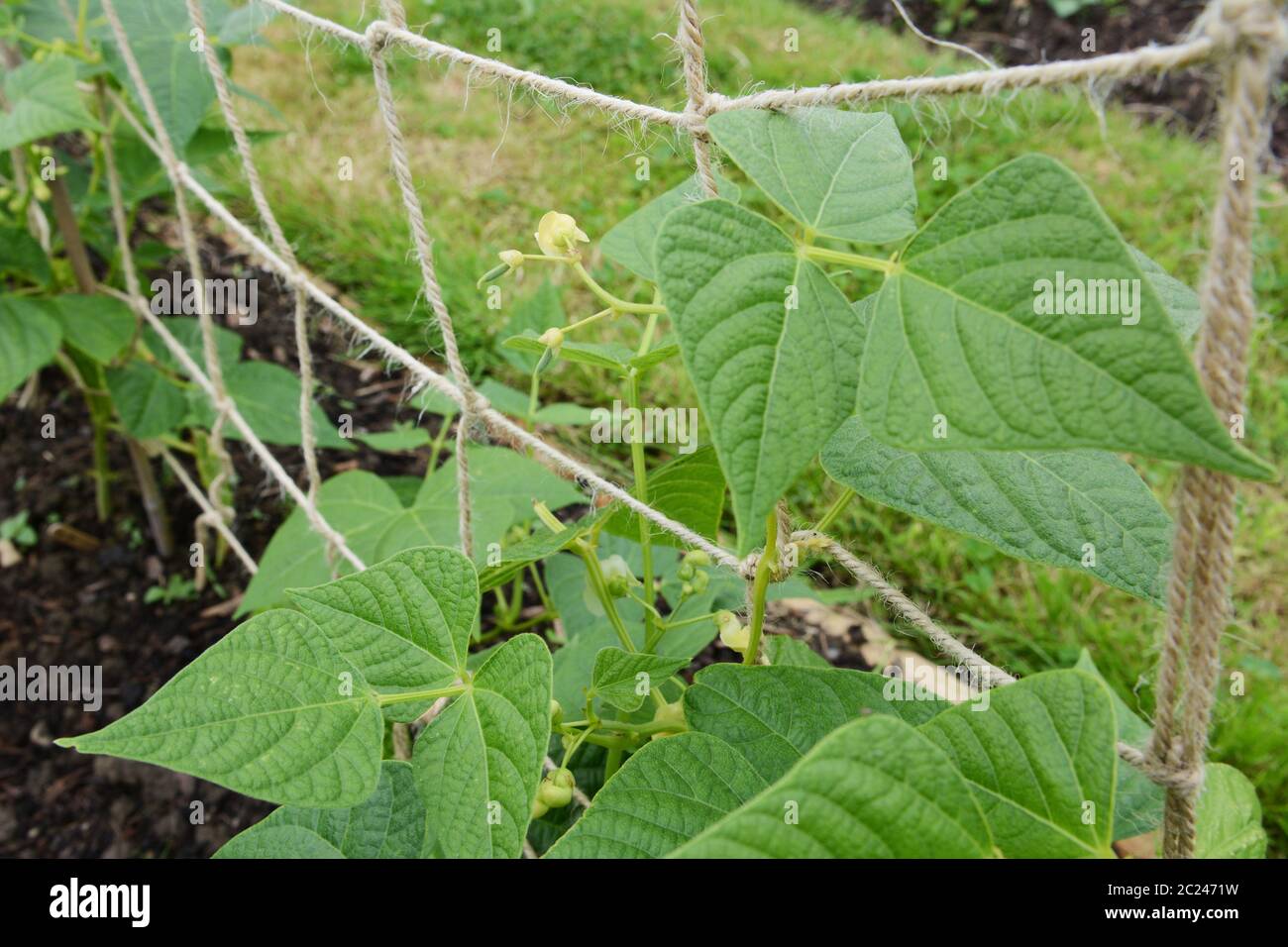 Small yin yang bean pods growing on lush plants with heart-shaped ...