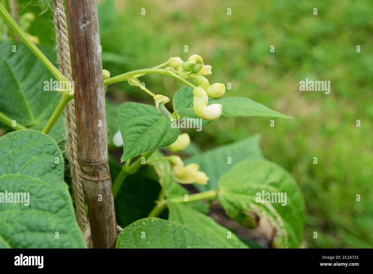 Tiny bean pod and new white flowers forming on a yin yang common bean ...