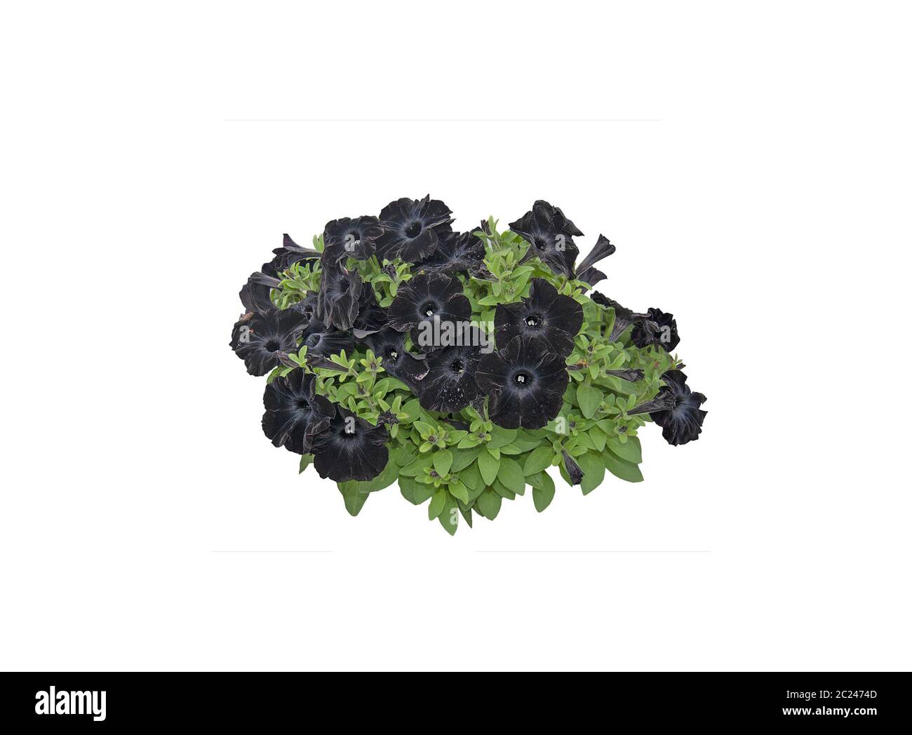 Black and white flowers close up Cut Out Stock Images & Pictures - Alamy