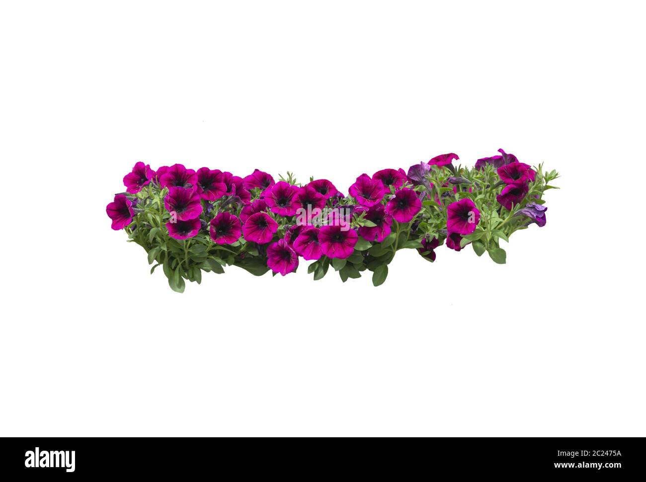 Purple margin hi-res stock photography and images - Alamy