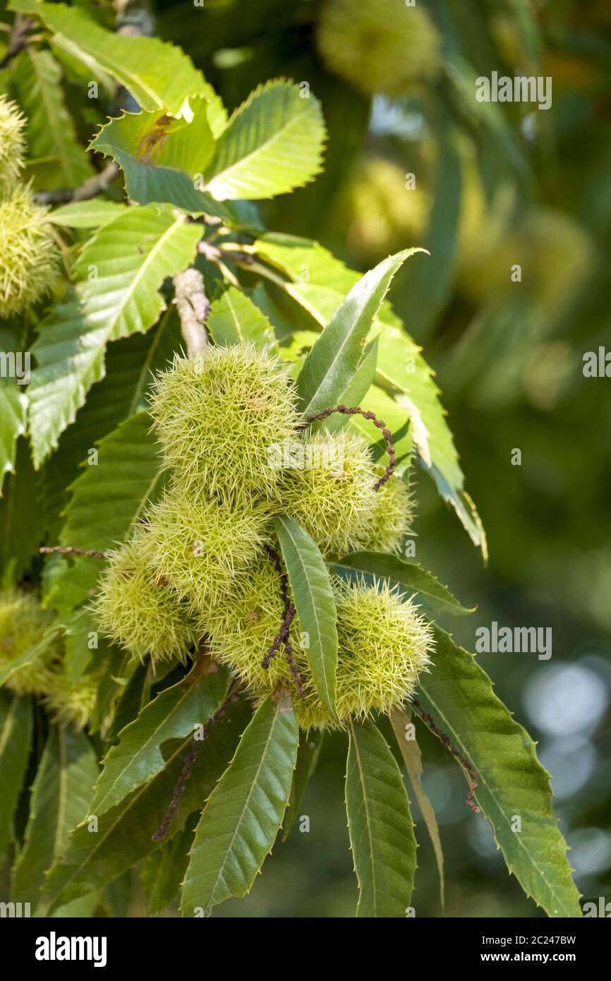 Edelkastanie (Castanea sativa Stock Photo - Alamy