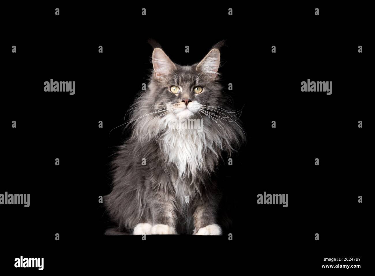 studio portrait of a fluffy blue tabby white maine coon cat looking at ...