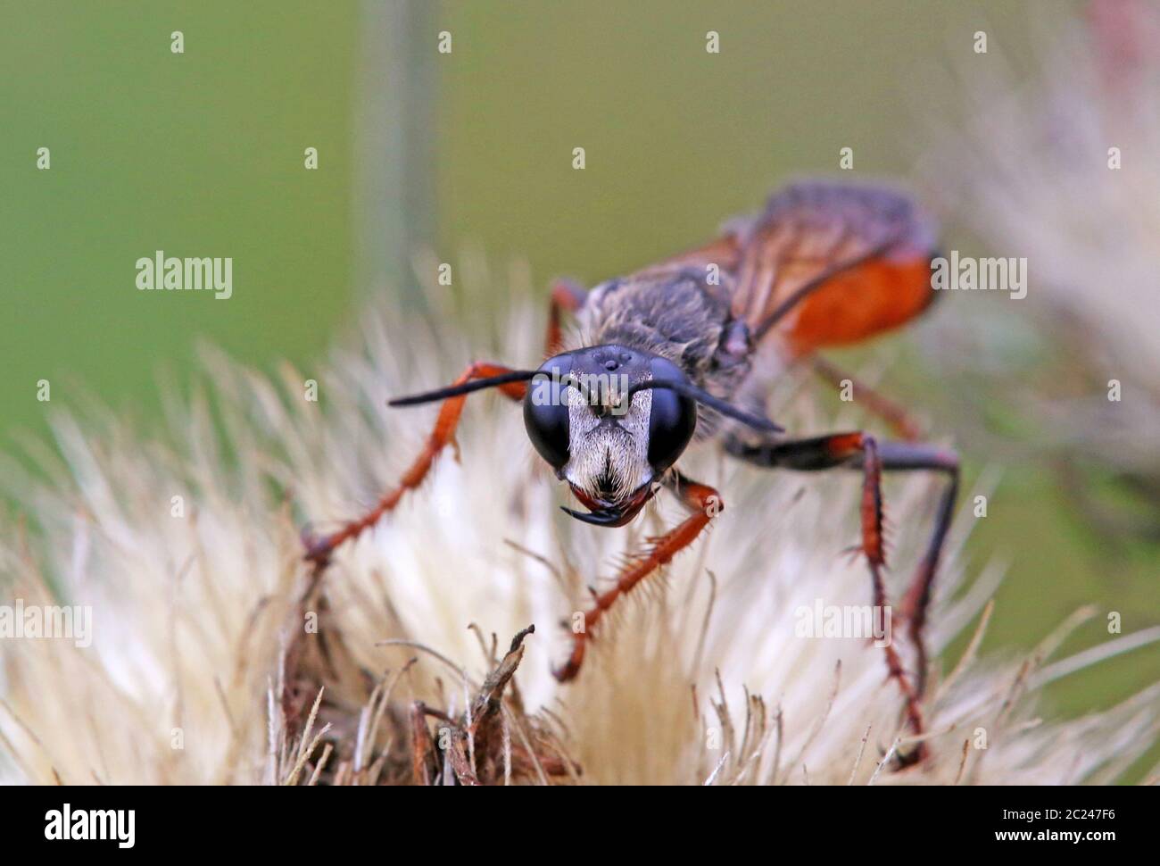Mandible hi-res stock photography and images - Alamy
