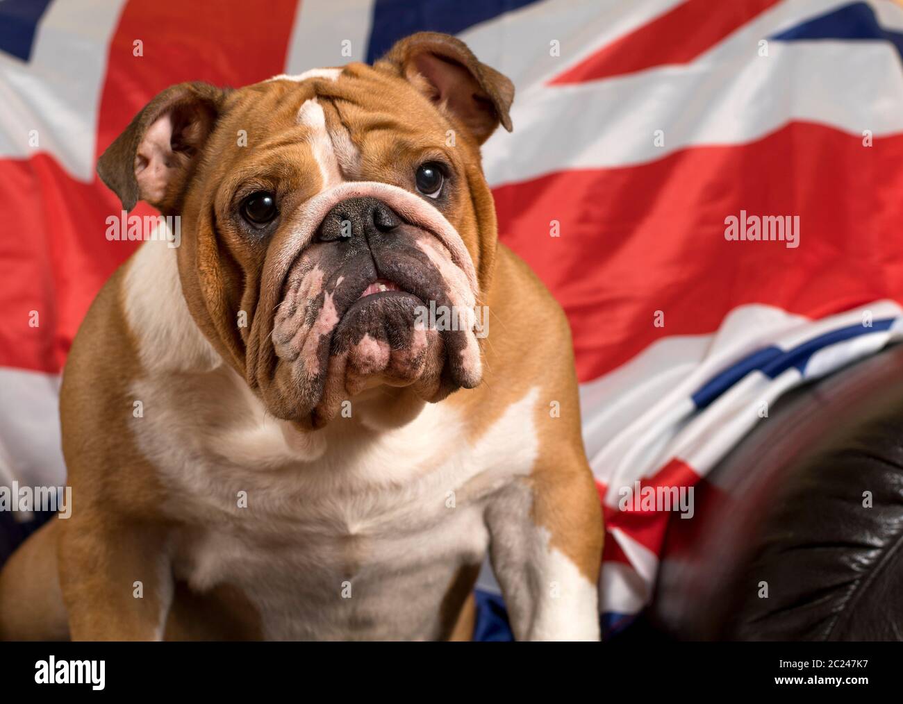 English bulldog in british flag hi-res stock photography and images - Alamy
