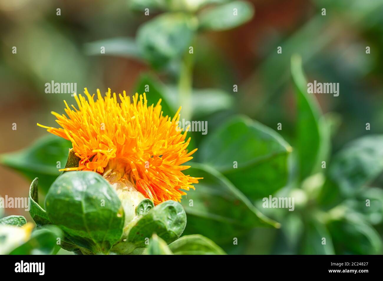 Safflower (Carthamus tinctorius,False saffron) has begun to bloom and ...