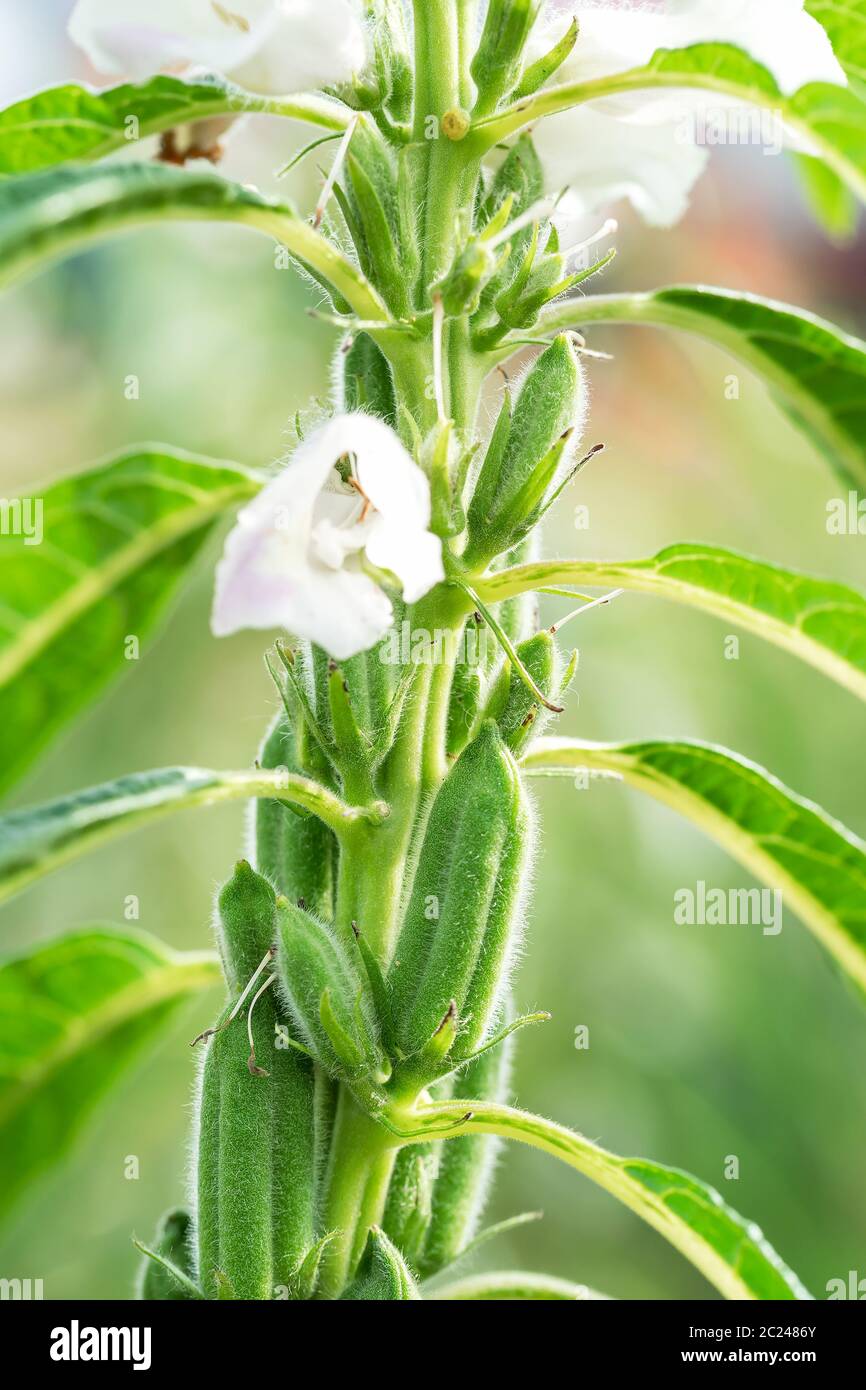 Sesame seed flower on tree in the field, Sesame a tall annual ...
