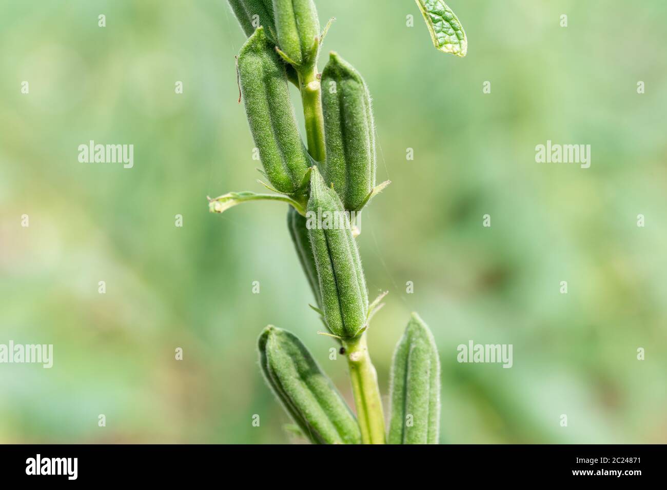 Sesame seed flower on tree in the field, Sesame a tall annual ...