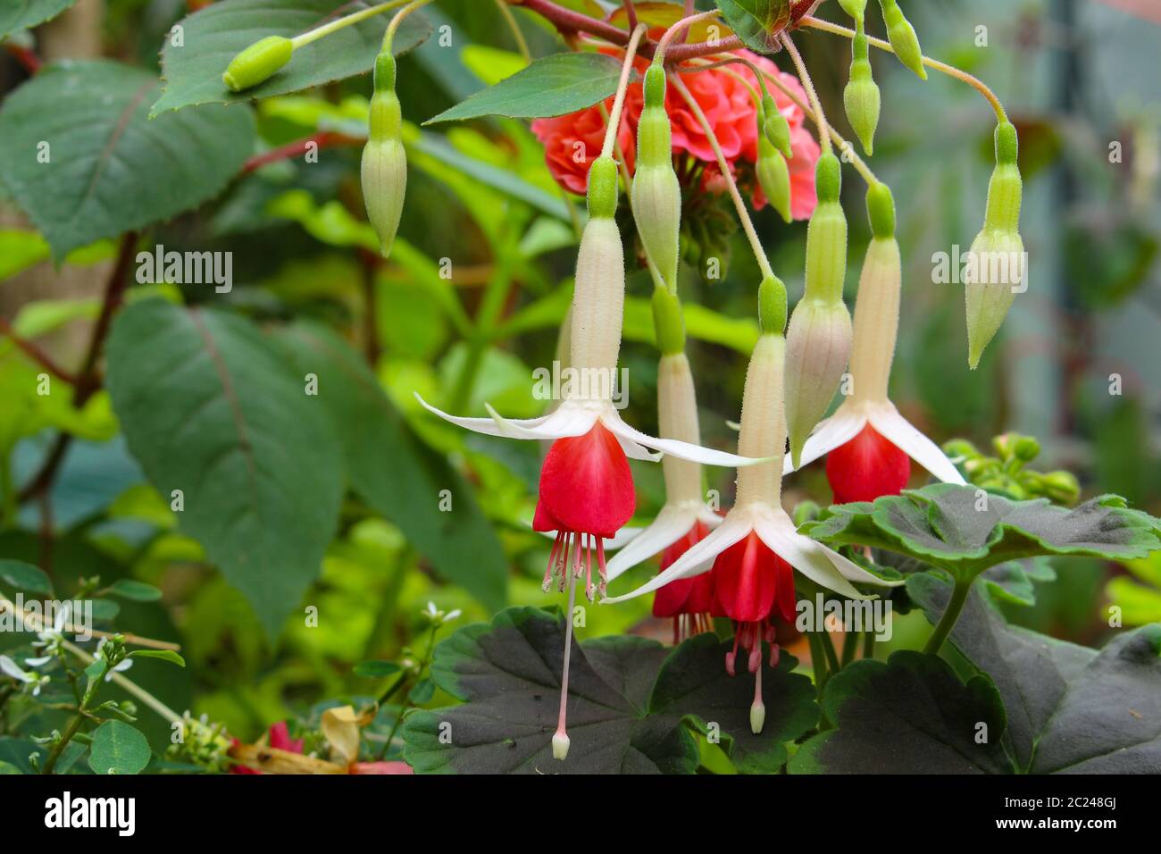 Hybrid fuchsia hi-res stock photography and images - Alamy