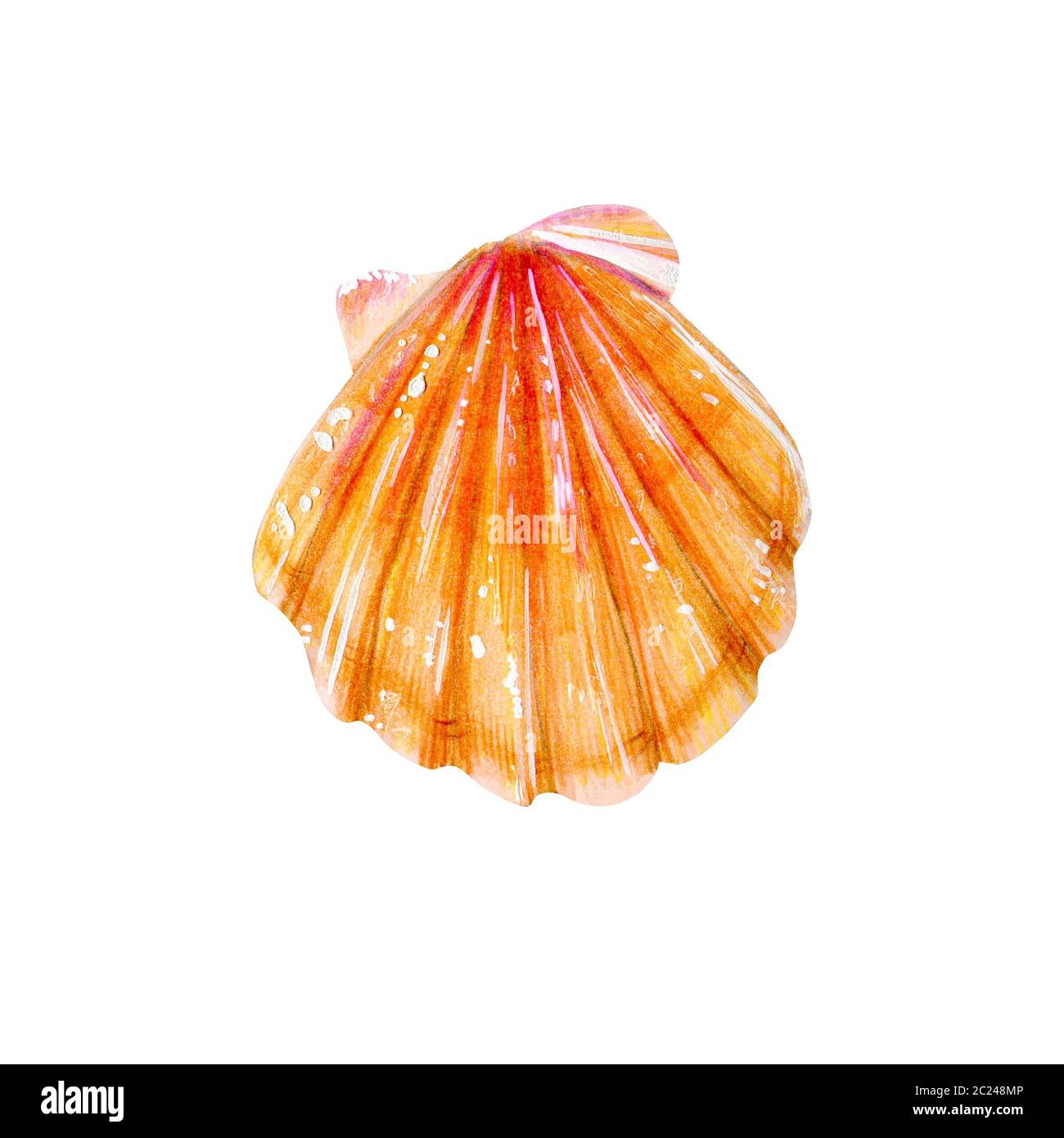 Yellow sea shell scallop. Sea bivalve Pectinidae. Nature of the World ...