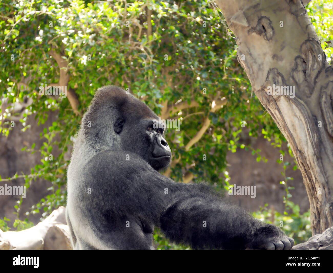 A sitting, resting gorilla in side profile and back view in close-up. He leans against a tree ...