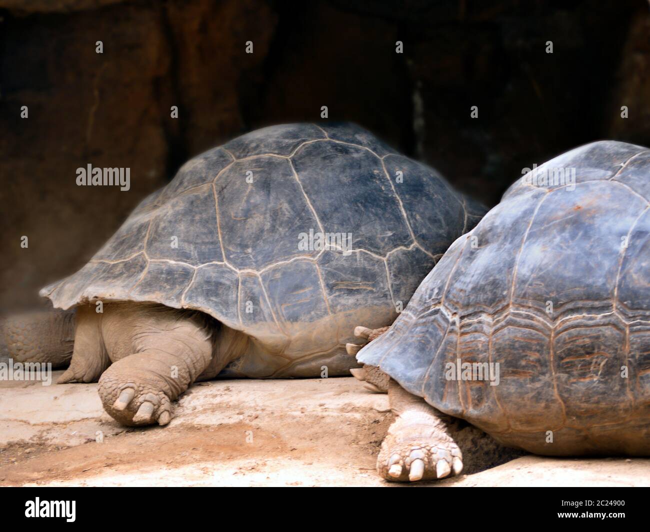 Close-up at eye level of a right hind leg with the four thick toe claws ...