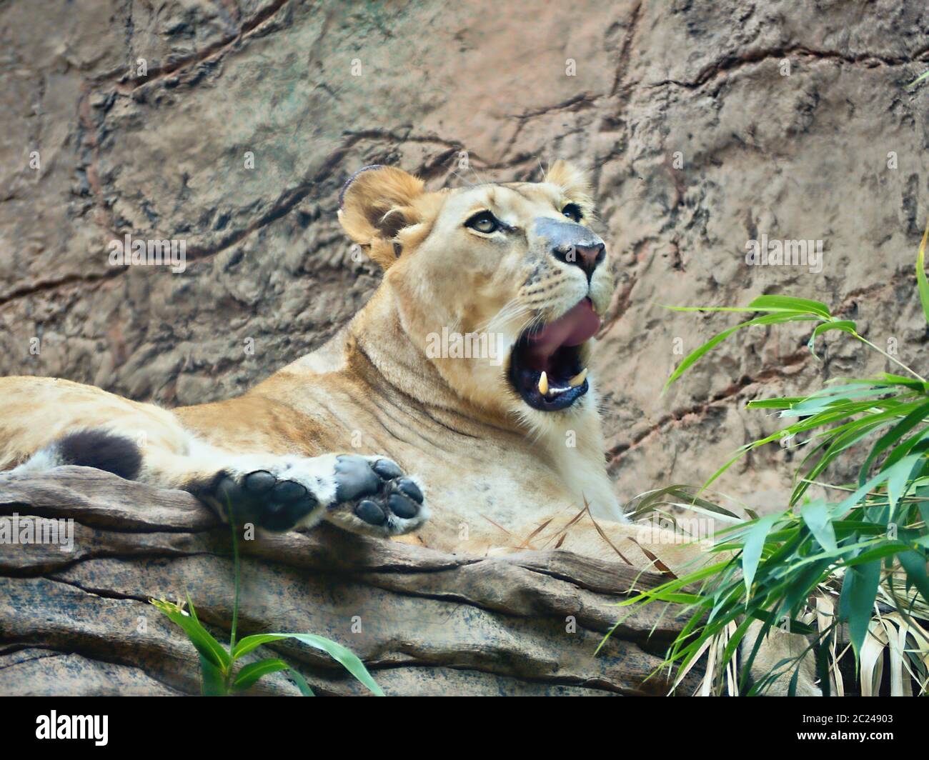 A lioness lies relaxed in a lateral position on a rock slab, the face ...