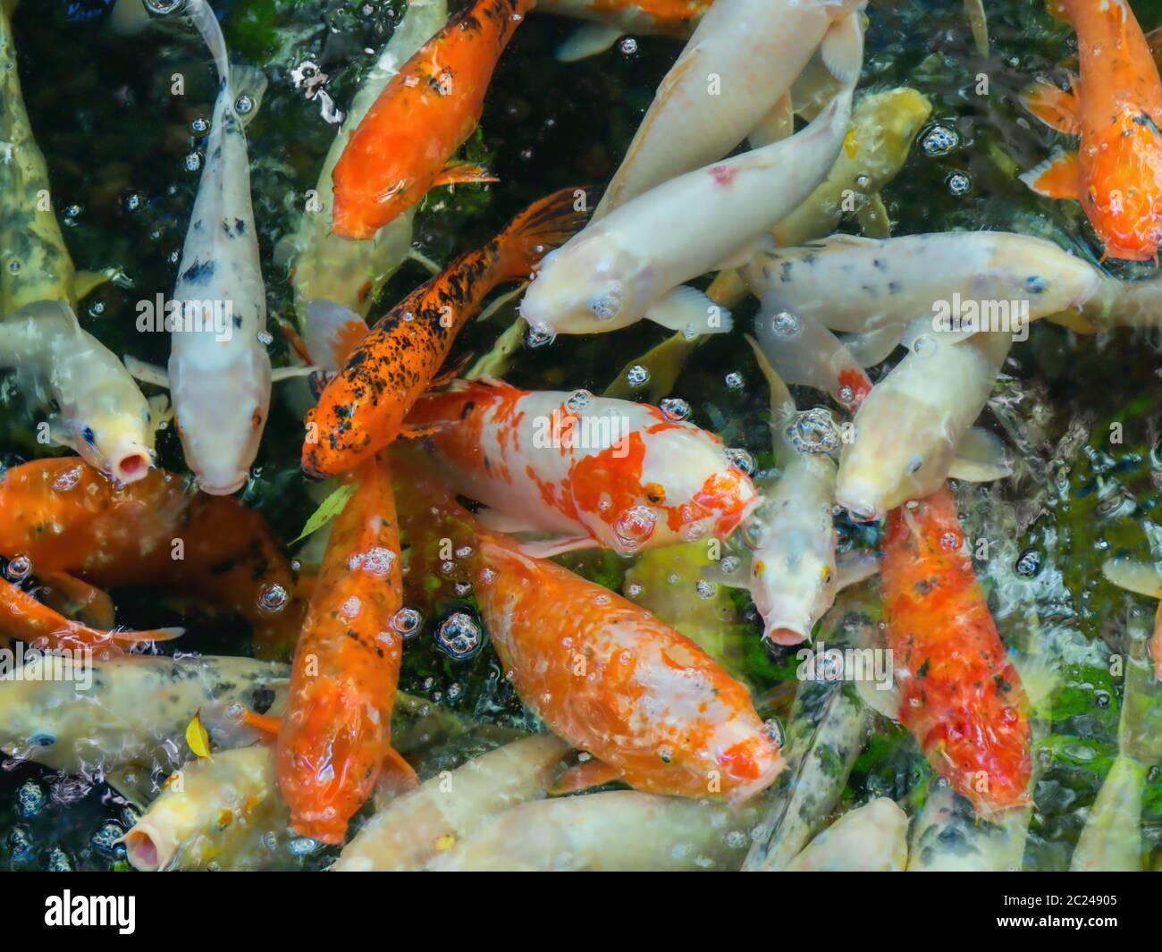 Spotted koi fish hi-res stock photography and images - Alamy