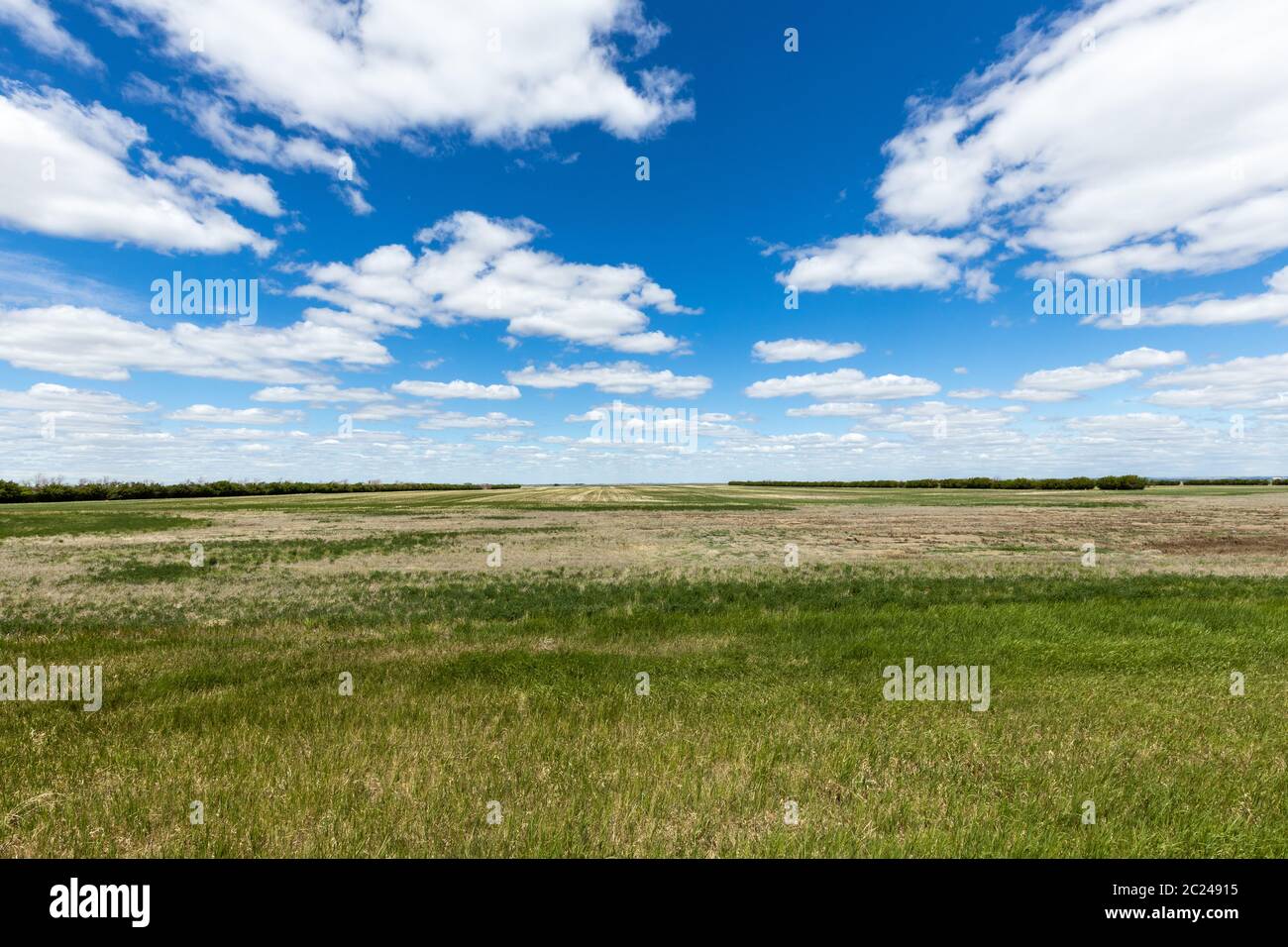 Summer in the Prairie of Canada Stock Photo - Alamy
