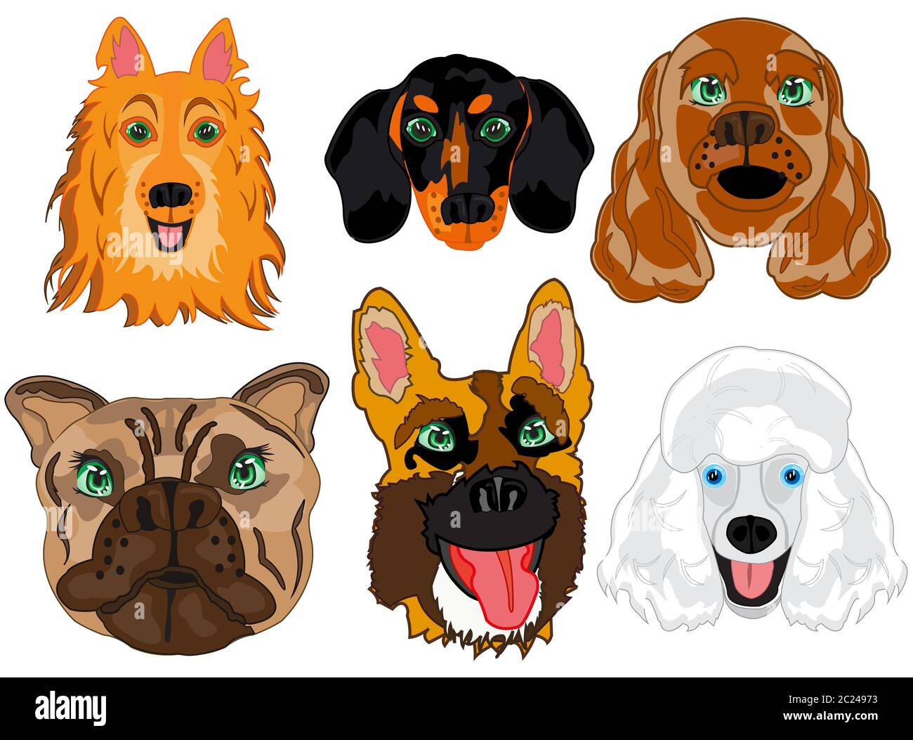 Mugs of the dogs of the varied sorts on white background is insulated ...