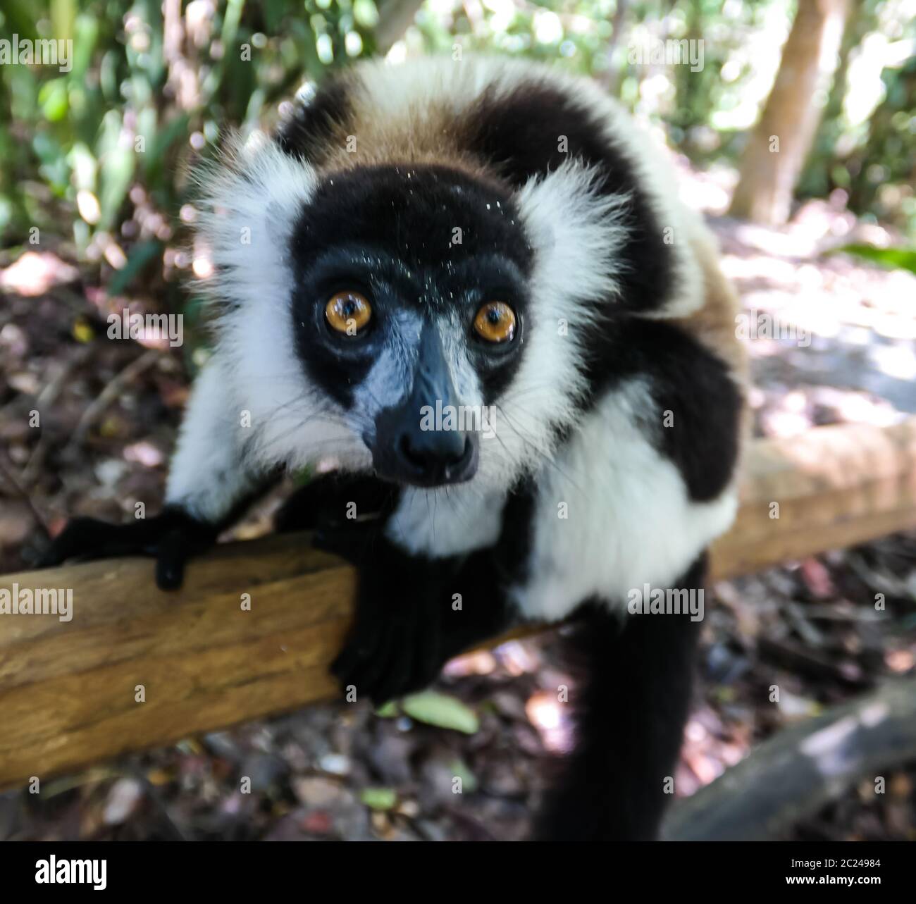 Portrait of black-and-white ruffed lemur aka Varecia variegata or Vari ...