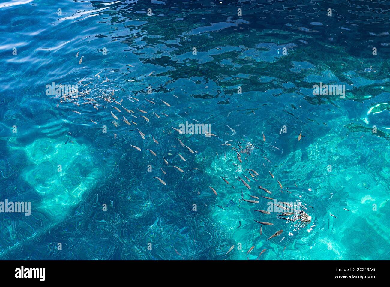 Group of fish eating food in the sea view on the boat Stock Photo - Alamy